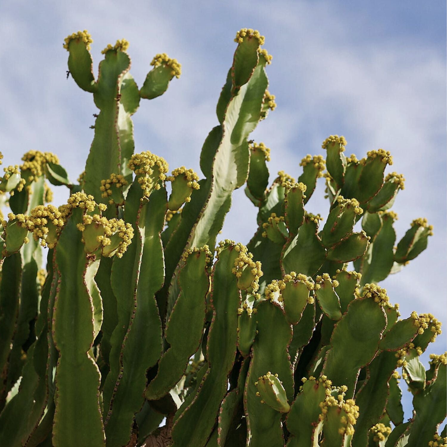 Derhy, marque de prêt-à-porter bohème dessinée à Paris depuis 1969